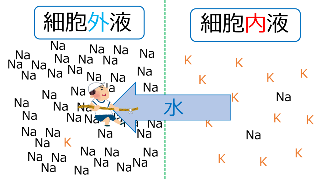 「輸液について」分かりやすく解説しています！～体内の3つのコンパートメントを意識しよう～ | ICU看護師ダンカンの心外ブログ